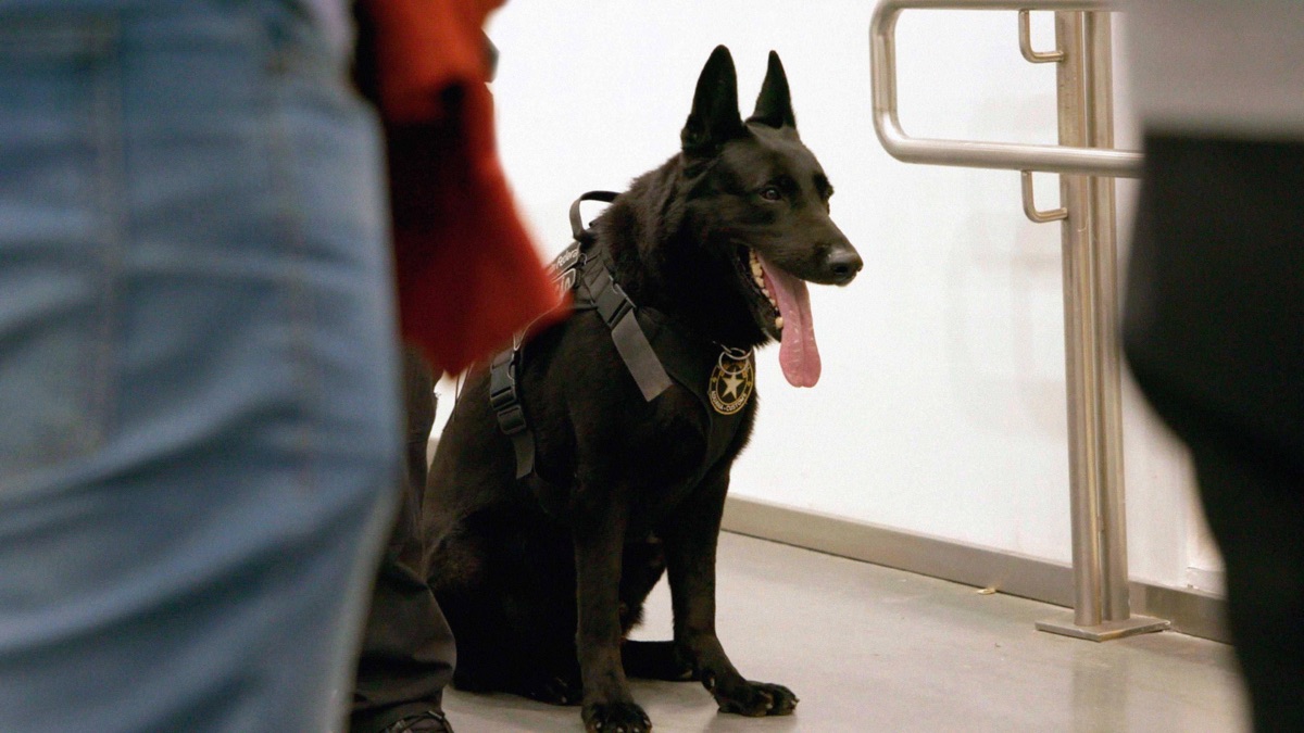 Instinto Canino - Aeroporto - Área Restrita (Temporada 5, Episódio 3 ...