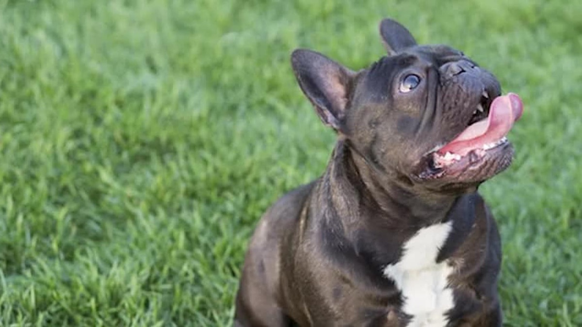 Dog Geniuses: All About French Bulldogs, Boston Terriers, and Pugs ...