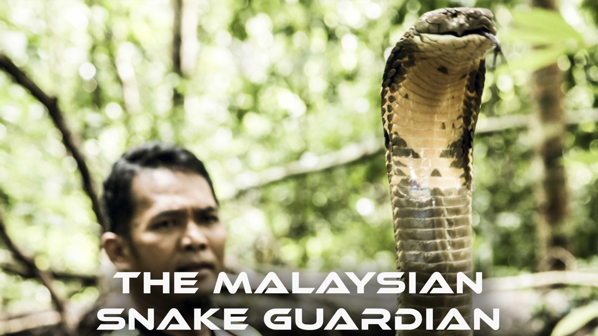 ‎The Malaysian Snake Guardian - Apple TV