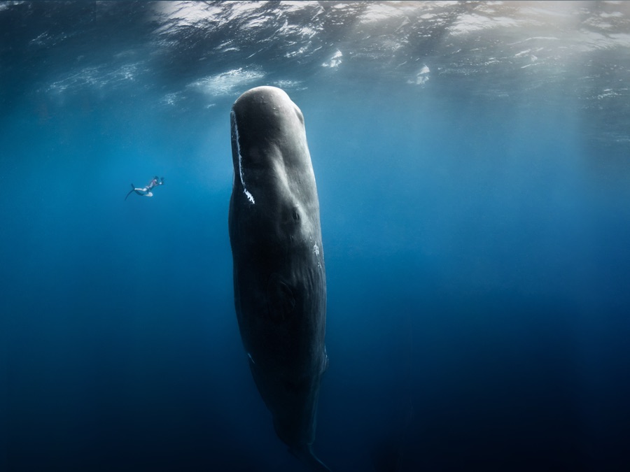 Chasing Ocean Giants - Apple TV (BH)