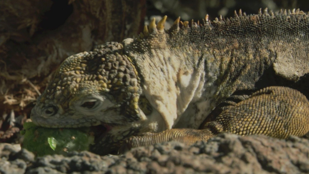 Ingenious Animals - Supervivencia salvaje (temporada 2, episodio 5) - Apple TV (CO)