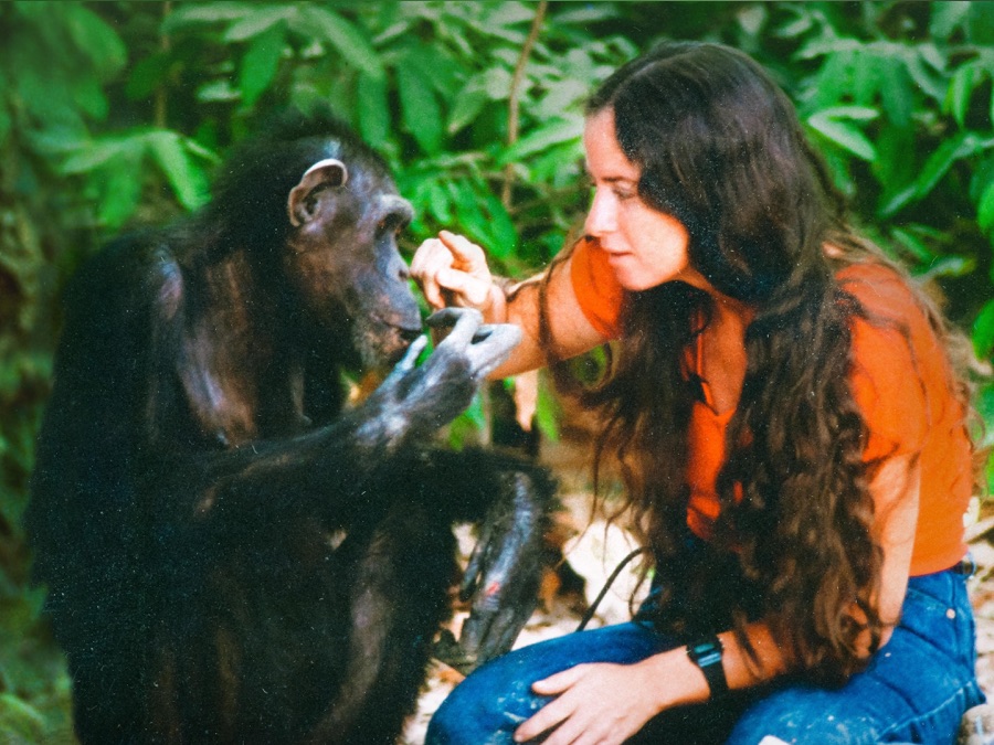 Lucy, el chimpancé humano - Apple TV