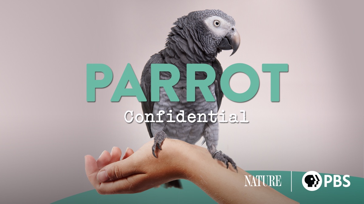 Parrot Confidential - Apple TV