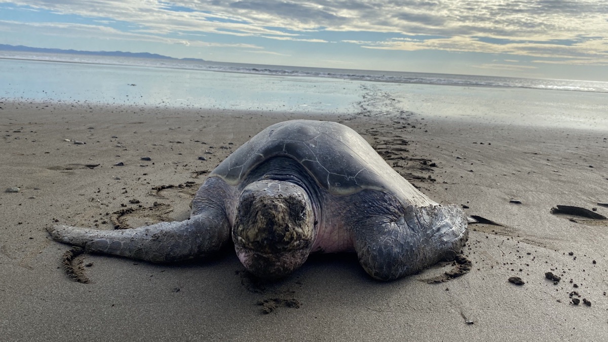 Jaguare - Wild World mit Patrick Aryee (Staffel 1, Folge 3) - Apple TV (DE)