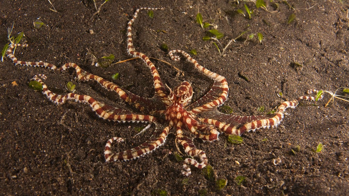 Origin Stories - Alien Abyss (Season 1, Episode 1) - Apple TV