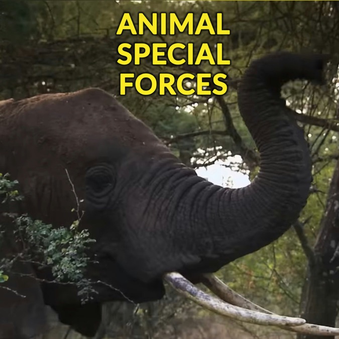 Animal Special Forces - Apple TV