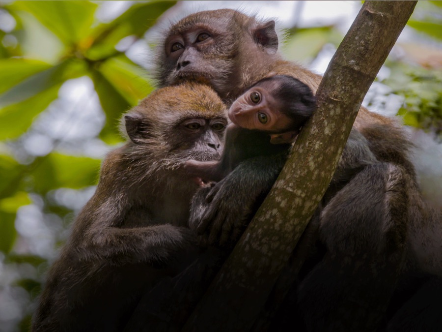 David Attenborough's Wild City - Apple TV (UK)