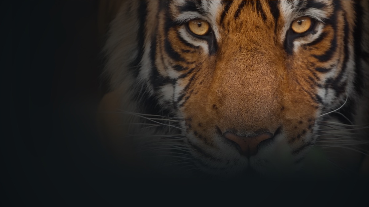 David Attenborough's Mammals - Apple TV (AU)