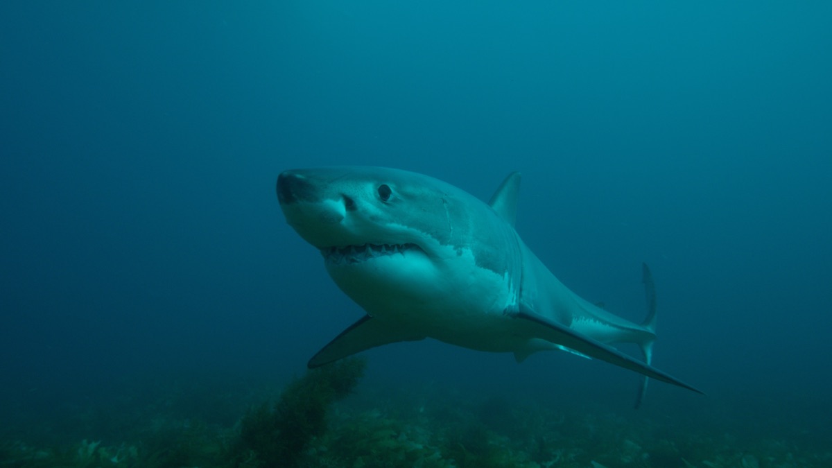 Isle of Jaws: Blood Brothers - Shark Week (Season 31, Episode 14 ...