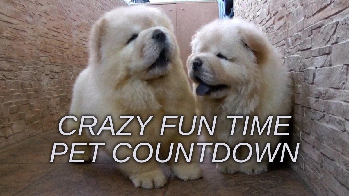Crazy Fun Time Pet Countdown - Apple TV