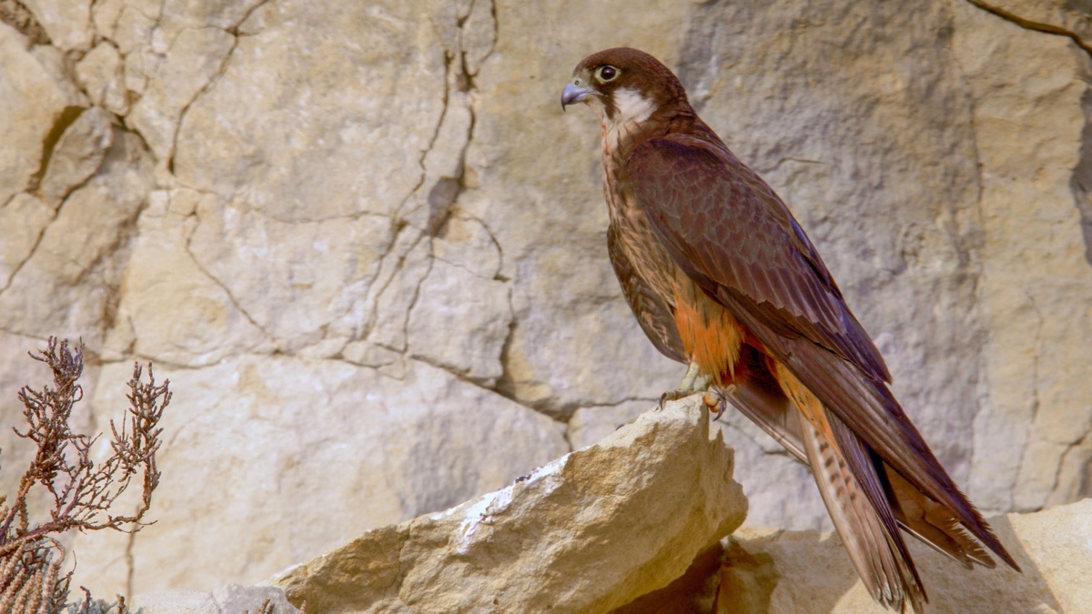 Eleonora's Falcon - Secret Migrations (Season 1, Episode 2) - Apple TV