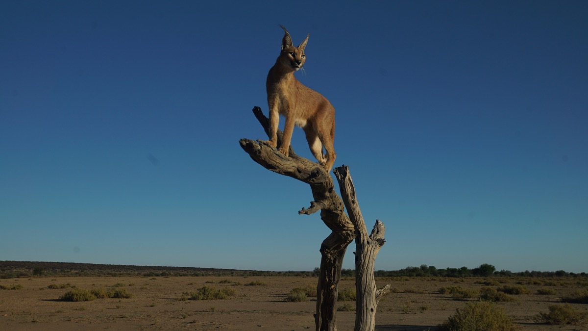 ‎Cheesy Mice and Flatulent Manatees - How Do Animals Do That? (Series 1 ...