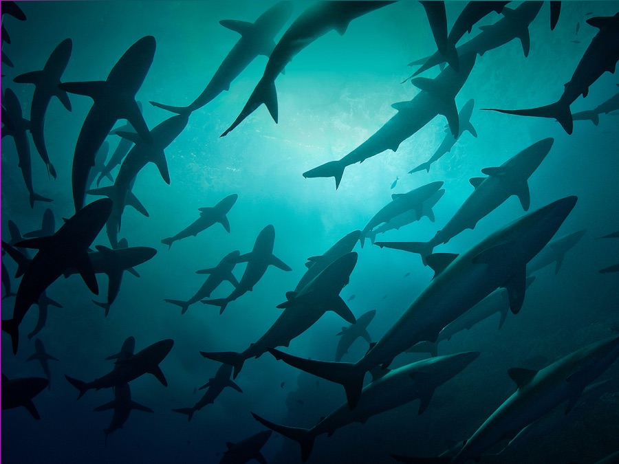 Shark City - Apple TV