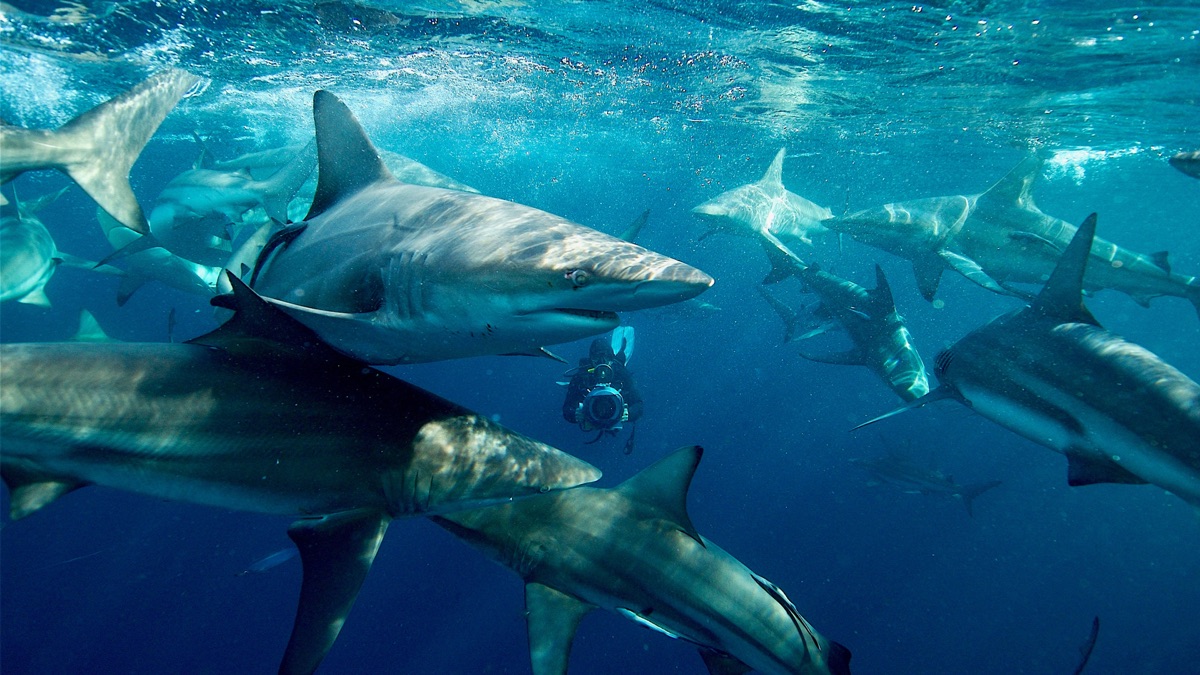 50 SHADES OF SHARKS - Apple TV