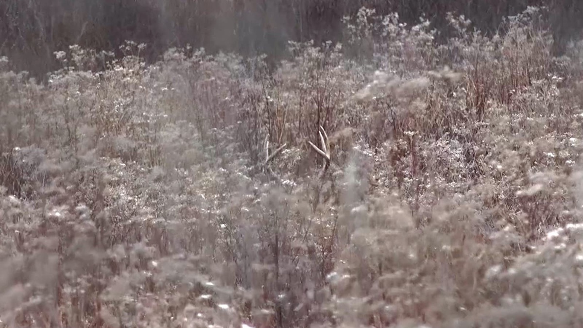 Iowa - Big Buck Bedded at 60 Yards! - The Hunting Public (Season 2 ...