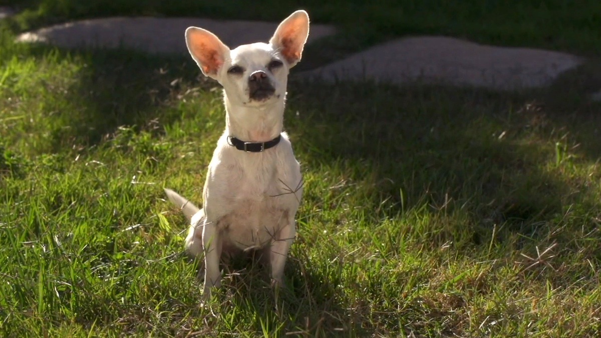Chiguagua: el fantasma - Apple TV (MX)