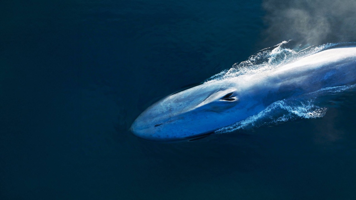 Whale Nation - Apple TV (AU)