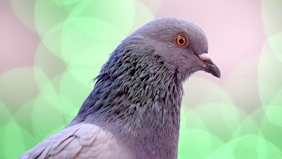 Pigeon vole ! - Apple TV (FR)