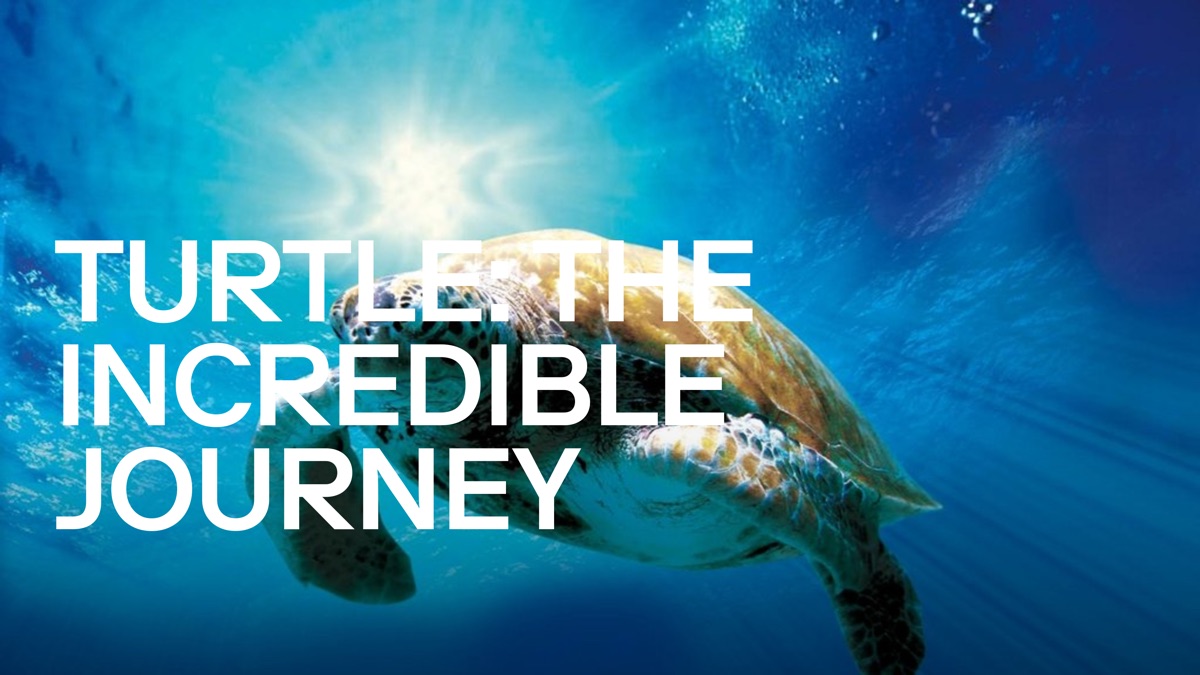 ‎Turtle: The Incredible Journey - Apple TV