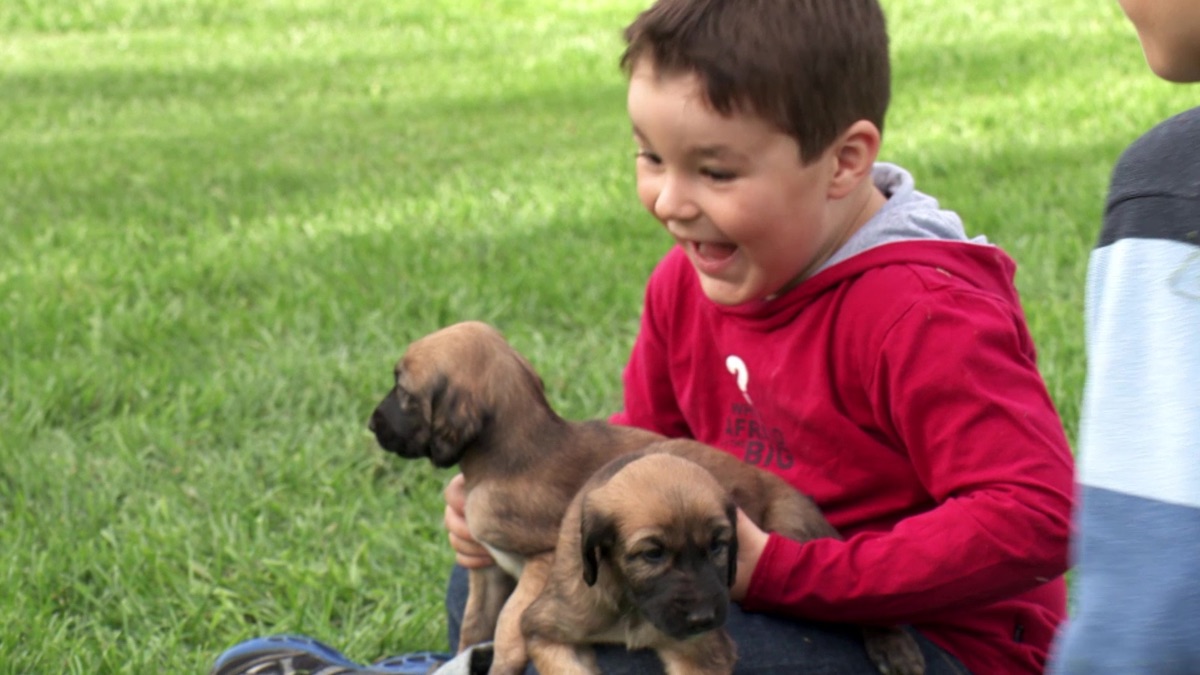 A Real Puppy – Pick A Puppy (Season 3, Episode 16) - Apple TV (CA)