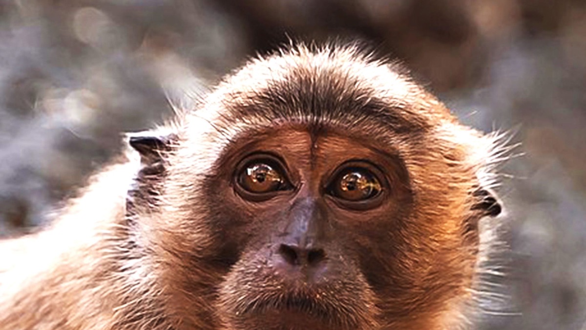 ‎Monkey REvolution - Apple TV