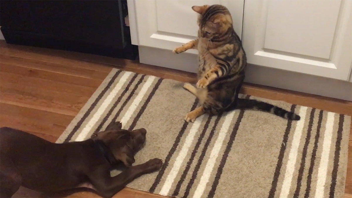 Curious Cats - Animals Unscripted - Apple TV (UK)