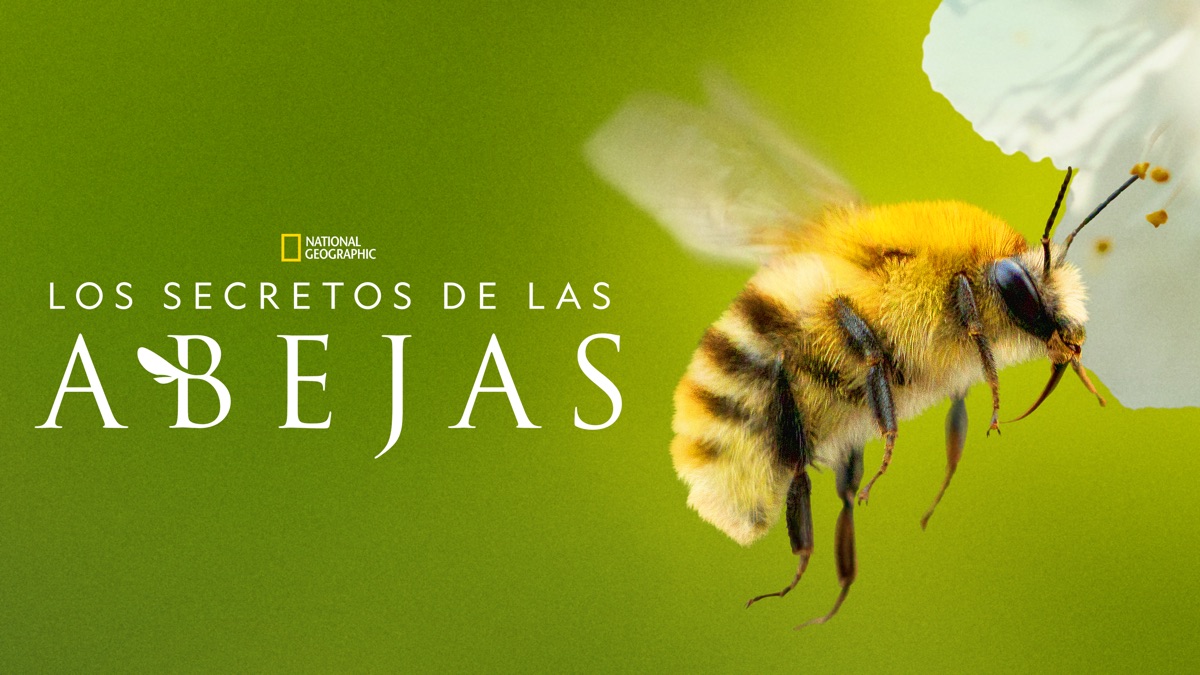 ‎Los secretos de las abejas - Apple TV
