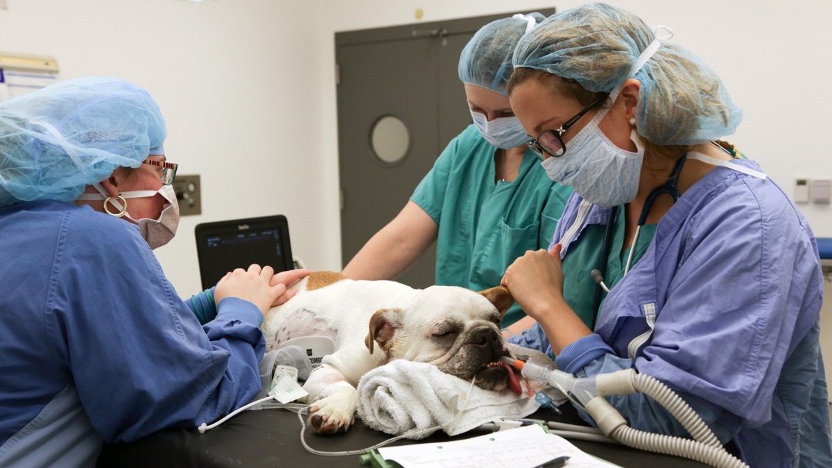 Vet School - Apple TV