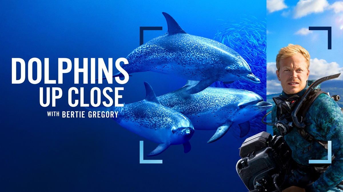 ‎Dolphins Up Close with Bertie Gregory - Apple TV