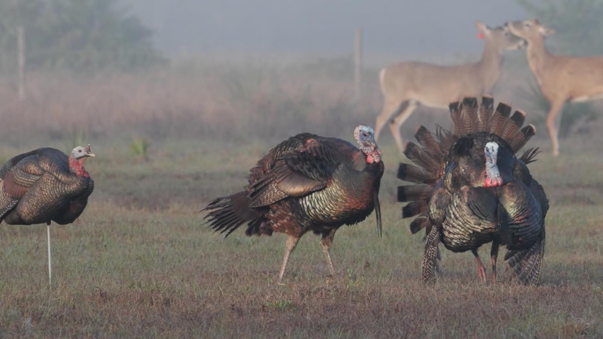 Florida Has A Wild Side, it's Loaded with Osceola Turkeys - Tecomate ...