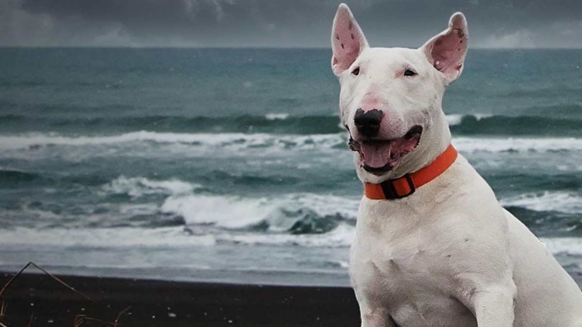 Underdog - Apple TV (AU)