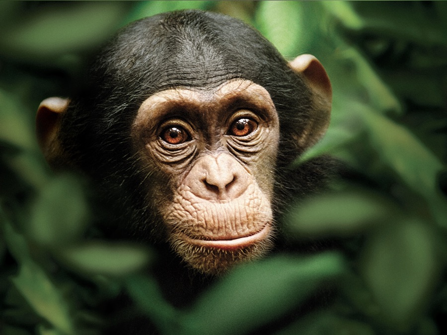 Disneynature: Chimpanzee - Apple TV