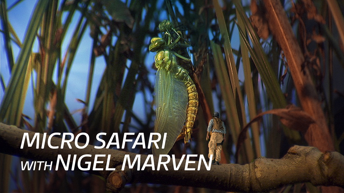Micro Safari With Nigel Marven - Apple TV