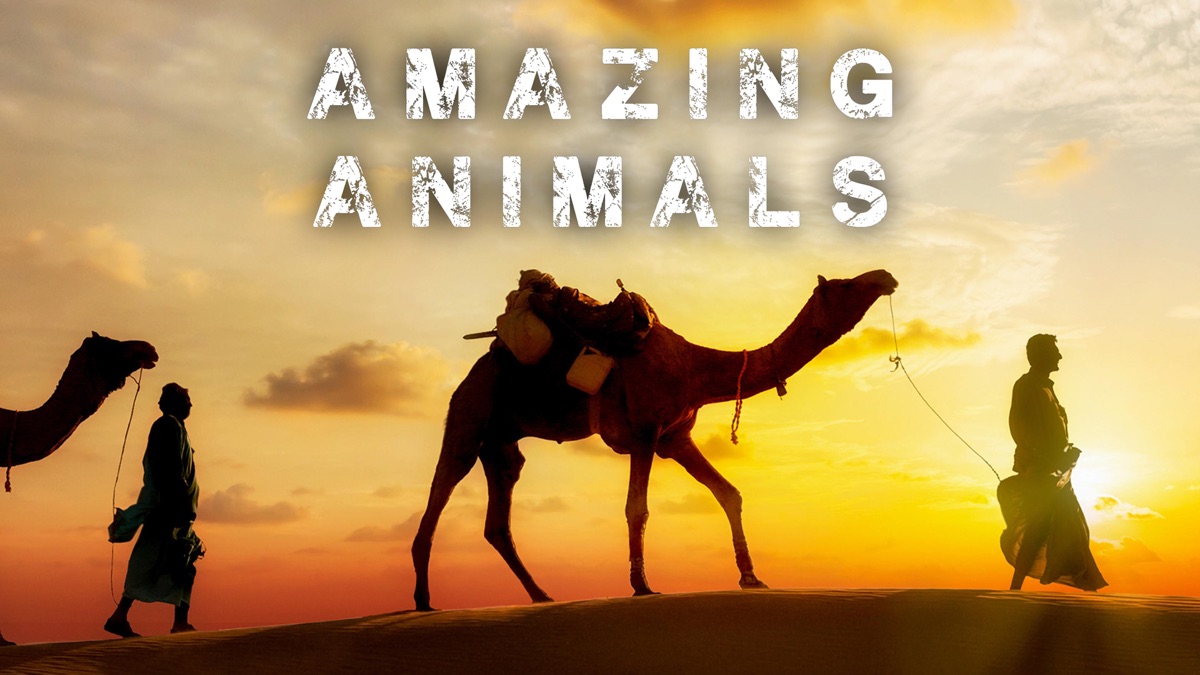‎Amazing Animals - Apple TV