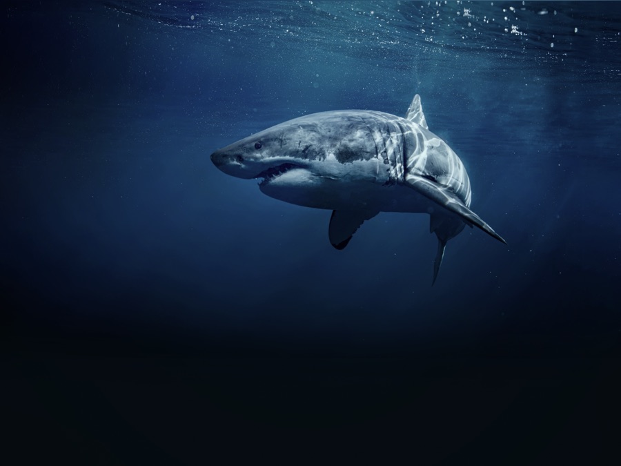 50 Shades of Sharks - Apple TV