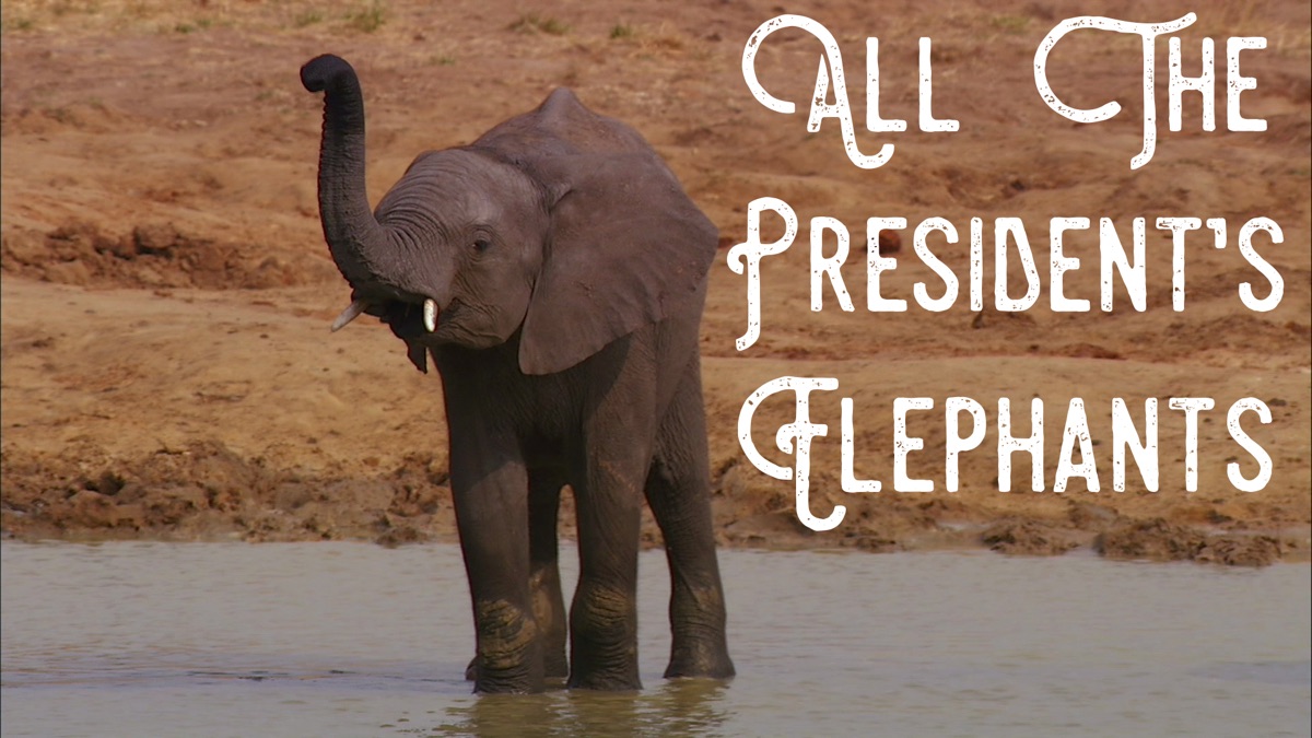 All the President's Elephants - Apple TV (UK)