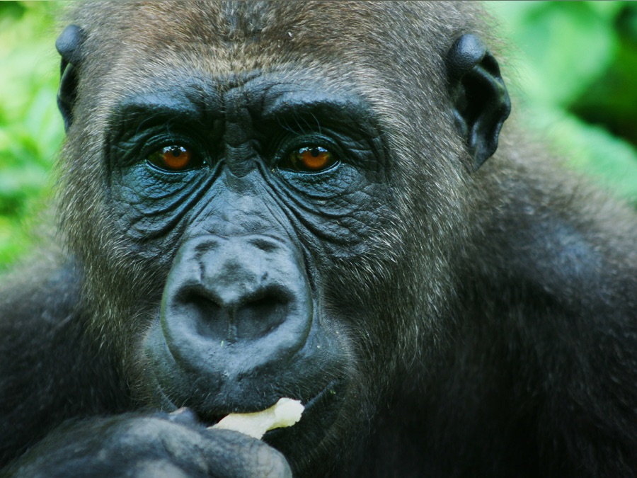 Going Ape - Apple TV (CA)