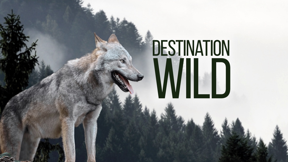 ‎Destination Wild India - Apple TV