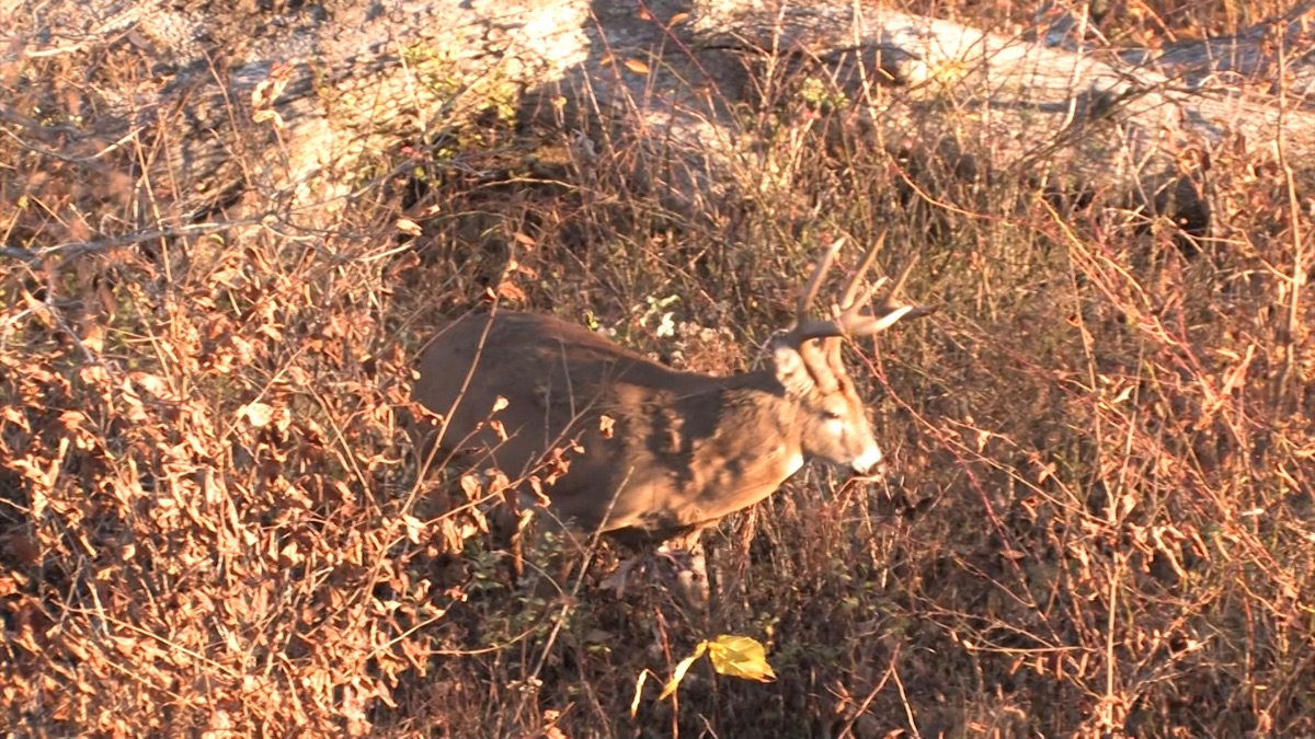 ‎Should You Take a Walking Shot? Are They Ethical? - Bowhunting ...