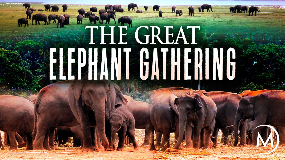 The Great Elephant Gathering - Apple TV
