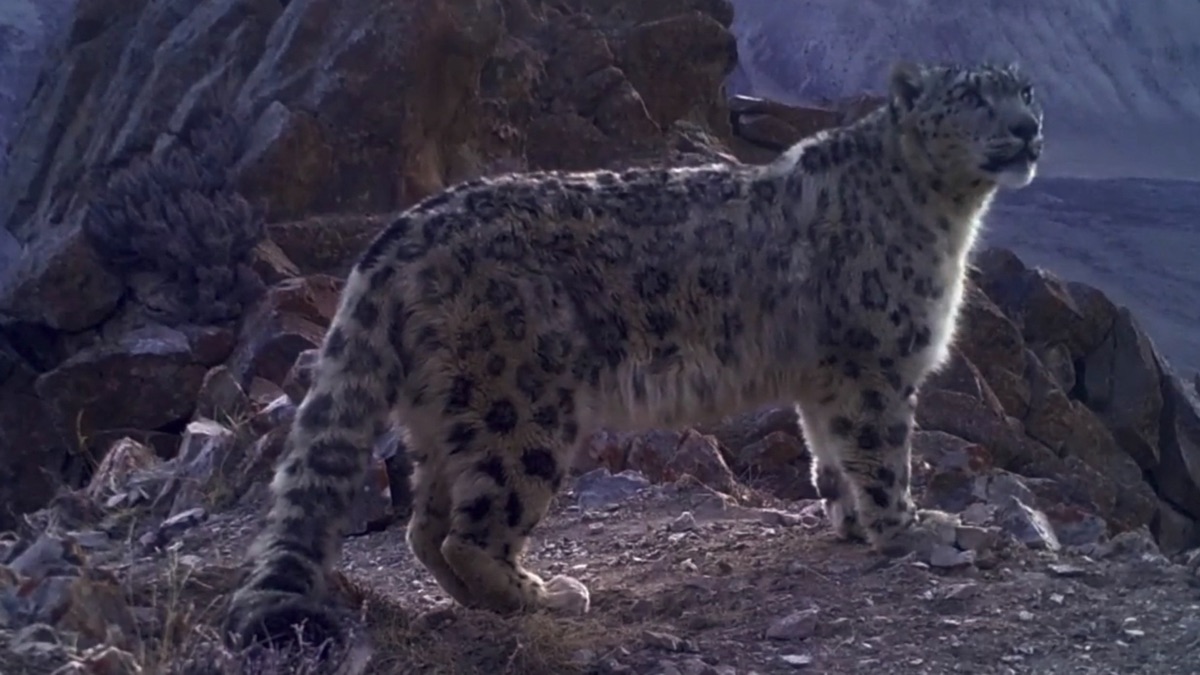 ‎The Ghost of the Mountains - Snow Leopards with Dan O'Neill (Series 1 ...