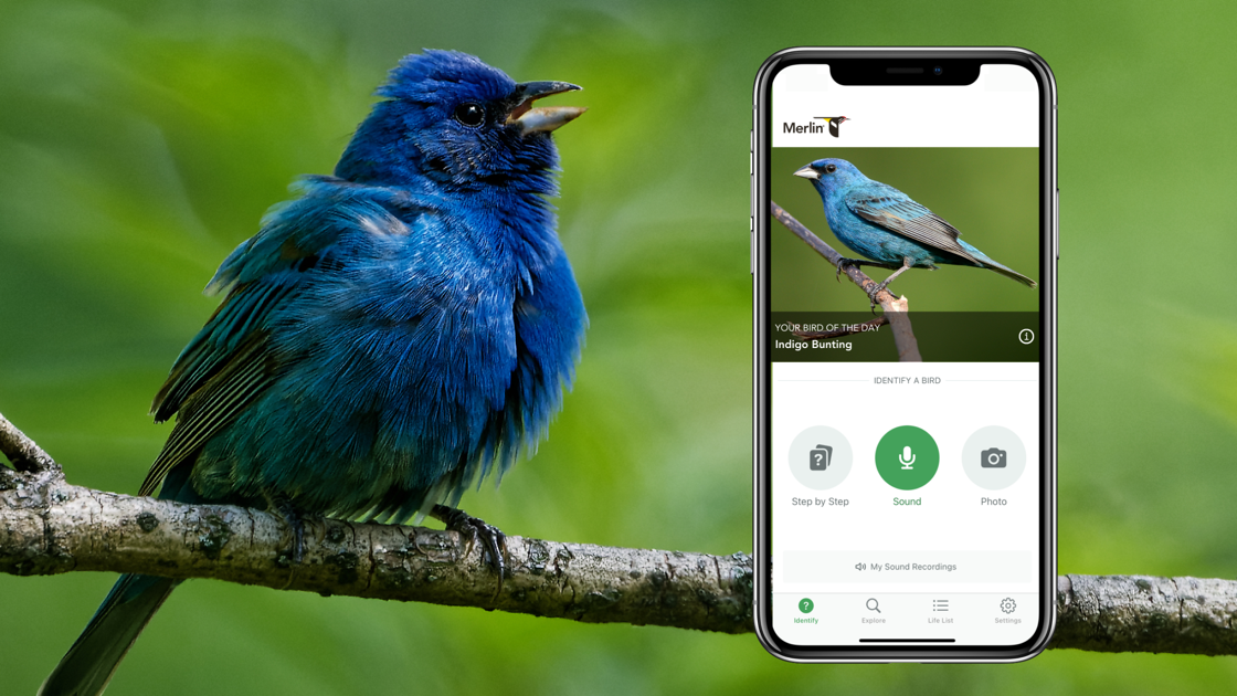 【Merlin Bird ID by Cornell Lab】-App Store下载分析-点点数据