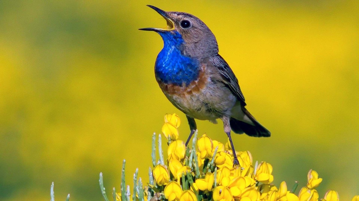 Wild Spain - Apple TV (UK)