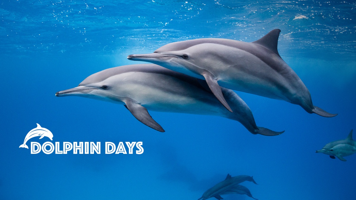 Dolphin Days | Apple TV