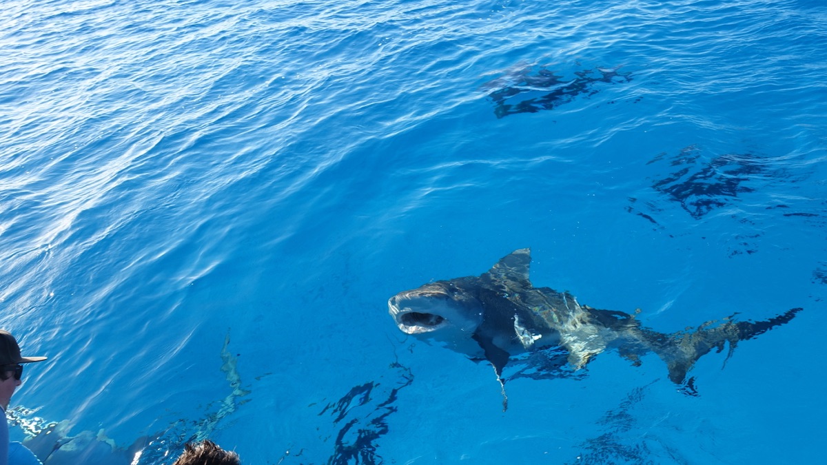 Laws of Jaws - Shark Week (Series 30, Episode 9) - Apple TV (UK)