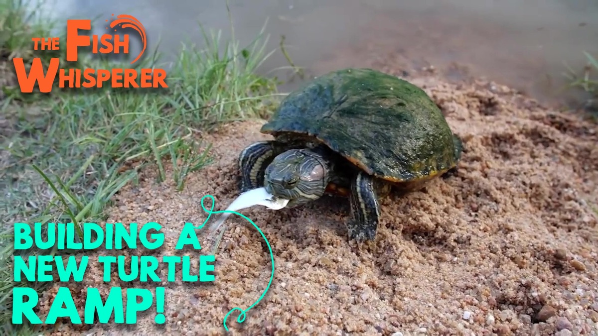 Building a New Turtle Ramp! - The Fish Whisperer (Season 1, Episode 344 ...