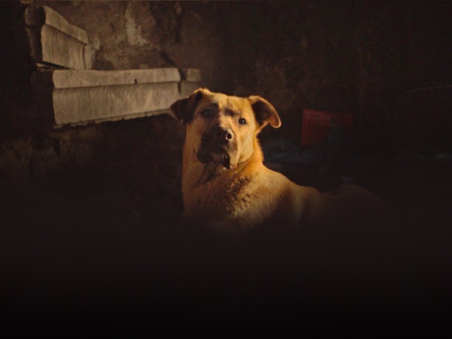 Stray - Apple TV (UK)