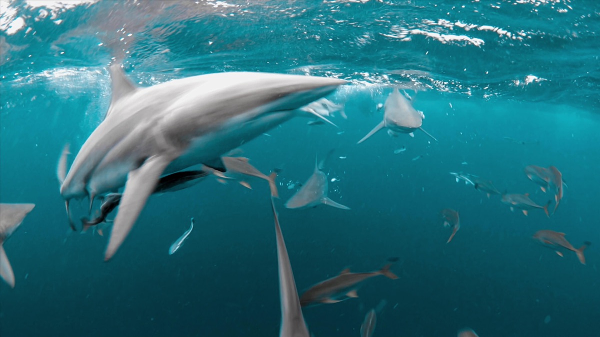 New York Nightmare - When Sharks Attack... and Why (Season 1, Episode 1) - Apple TV