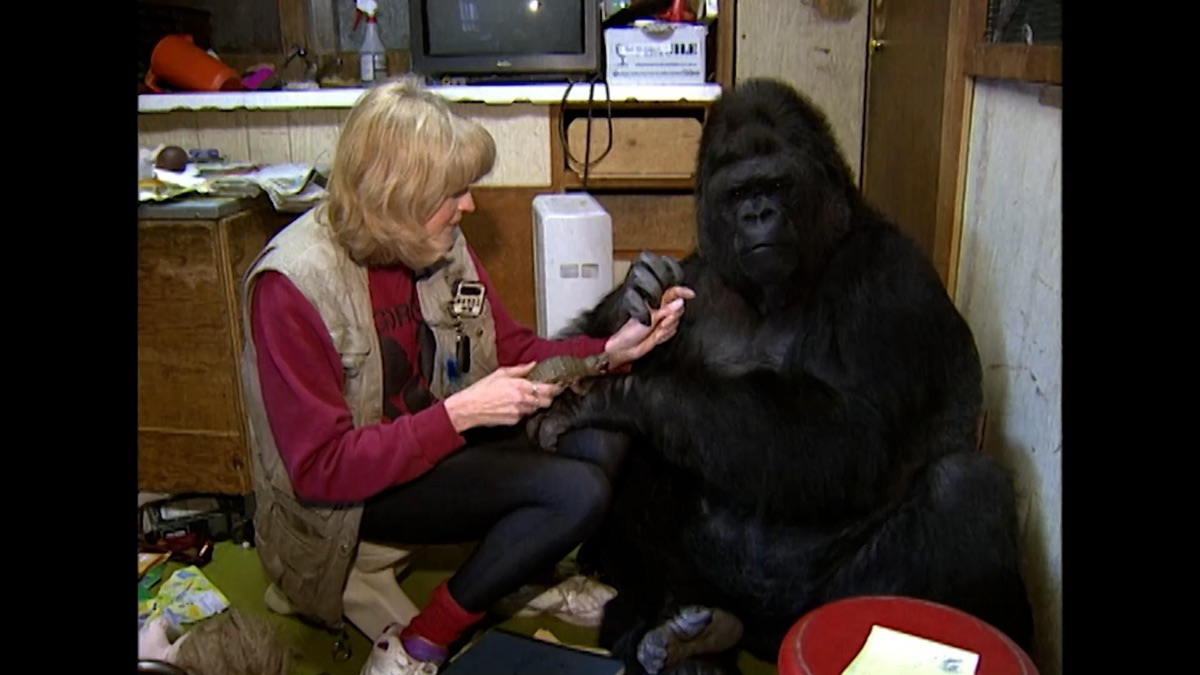 A Conversation with Koko - Nature (Season 17, Episode 16) - Apple TV