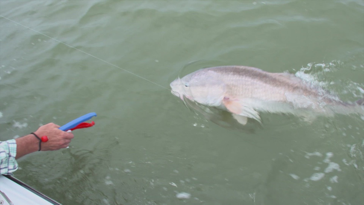 Charleston, SC Redfish Mafia – BigWater Adventures with Mark Davis ...